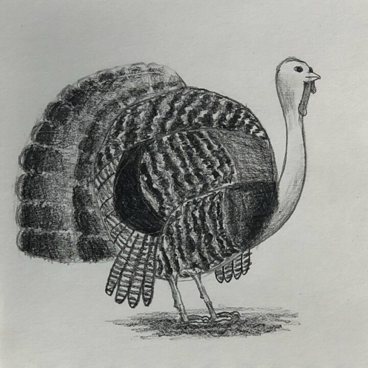 How to Draw a Real Thanksgiving Turkey Easy Step-by-step - artlooklearn.com
