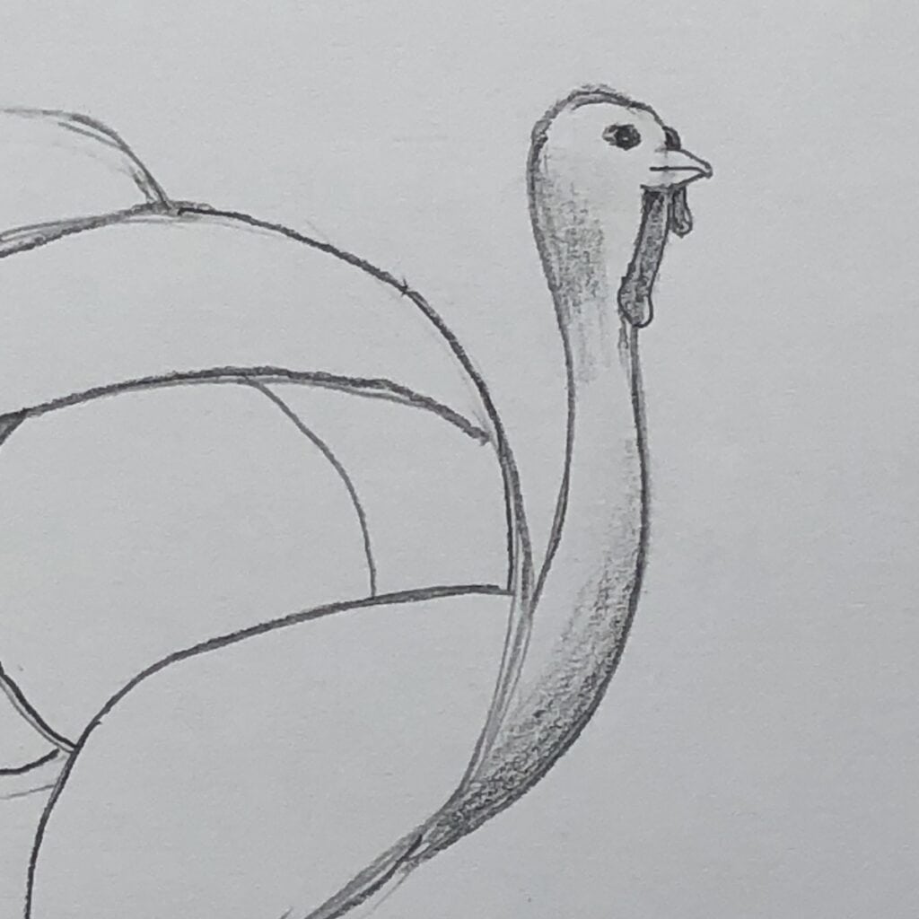 How to Draw a Real Thanksgiving Turkey Easy Step-by-step - artlooklearn.com