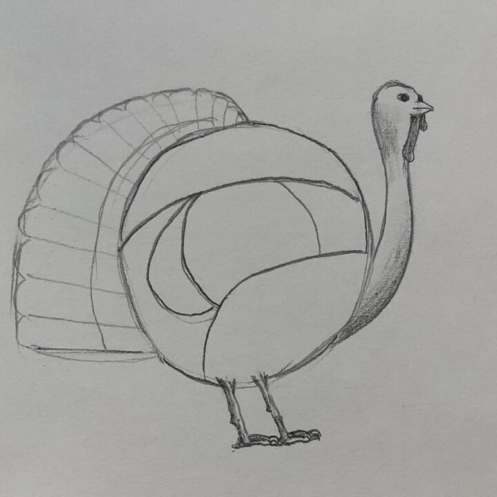 How to Draw a Real Thanksgiving Turkey Easy Step-by-step - artlooklearn.com