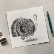 How to Draw a Real Thanksgiving Turkey Easy Step-by-step - artlooklearn.com