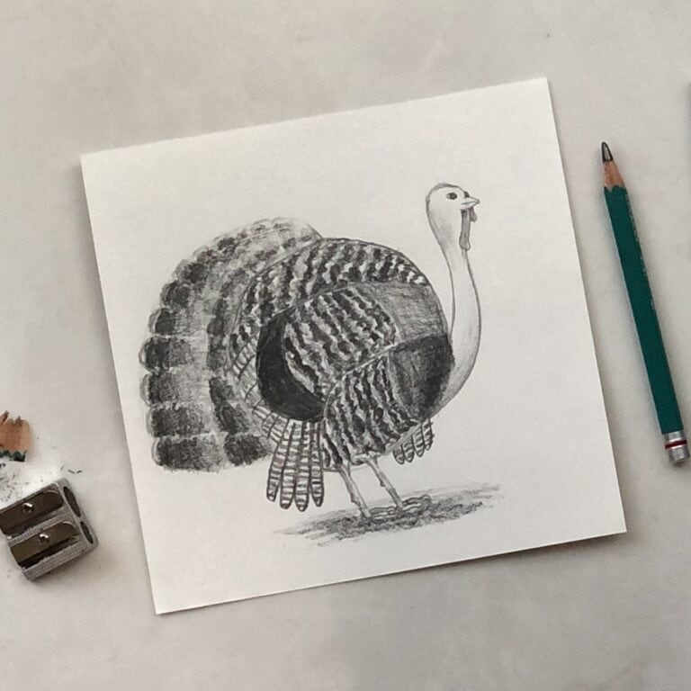 How to Draw a Real Thanksgiving Turkey Easy Step-by-step - artlooklearn.com